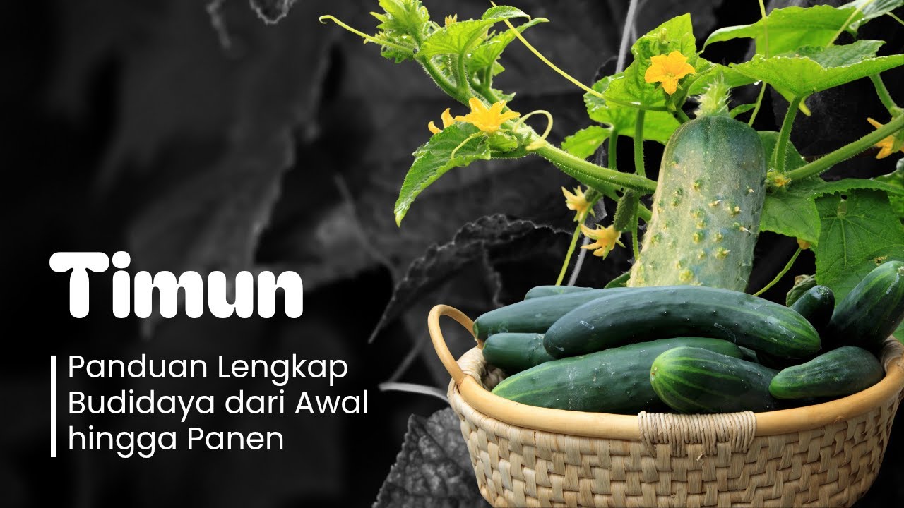 Panduan Lengkap Budidaya Timun dari Awal Hingga Panen - YouTube