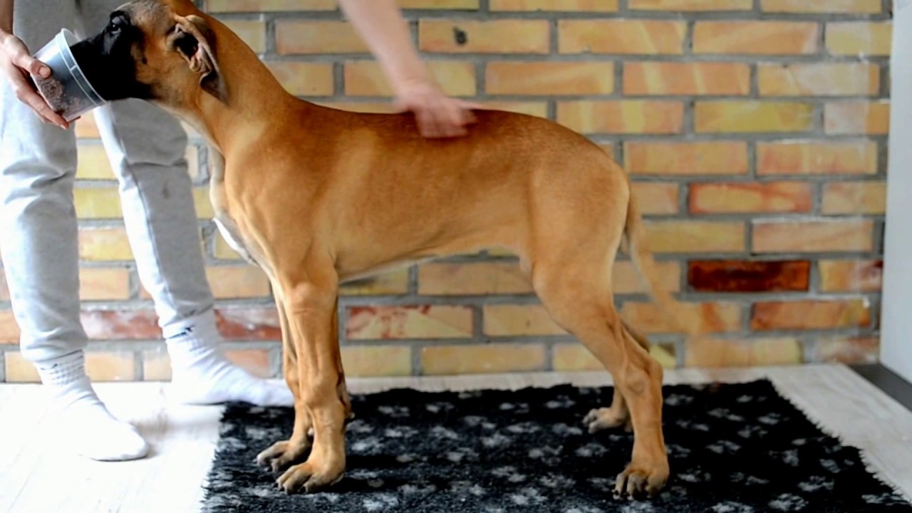 Panama daughter Cheetos Diablo Great Dane - YouTube