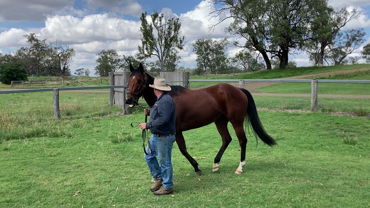 Holiday Dreams finishes break at Eureka Stud and heads to Bernie Lowe ...