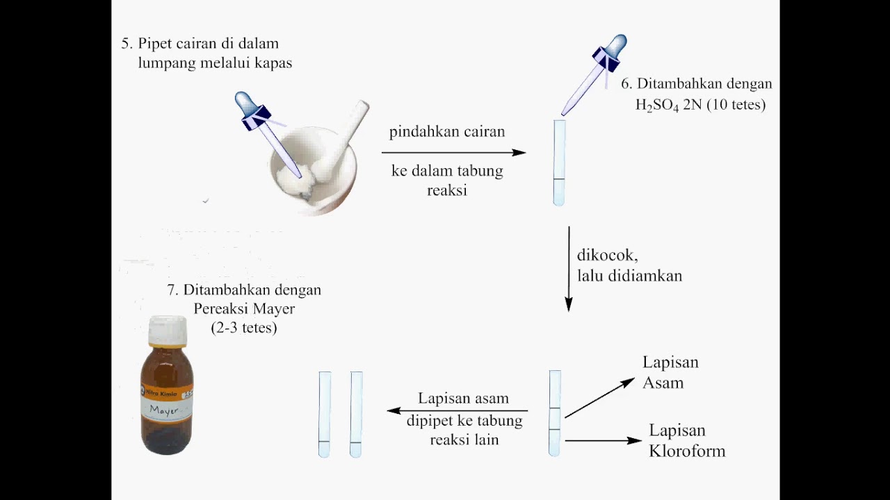 Prosedur Uji Fitokimia Alkaloid pada Sampel Segar - YouTube