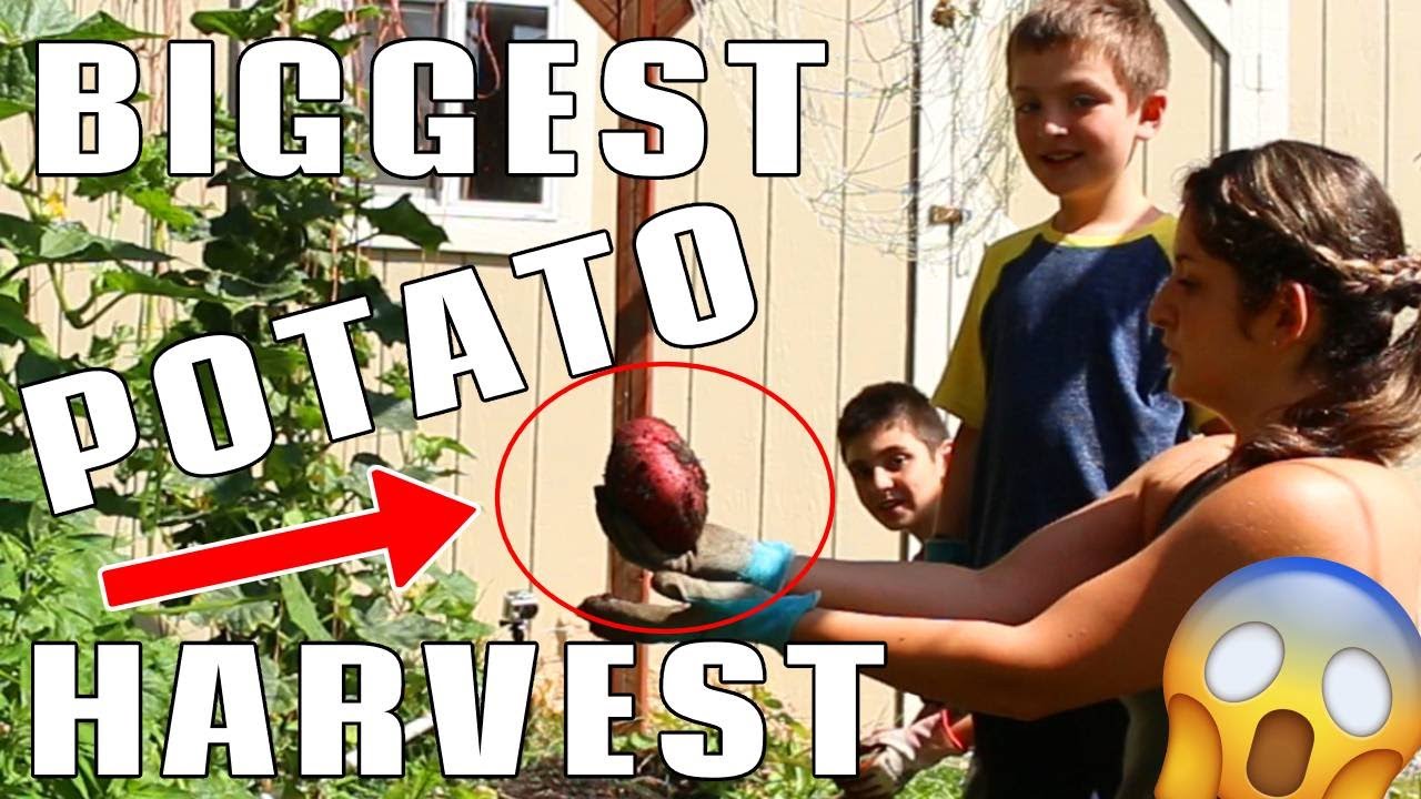 EPIC Potato Harvest 2020 PART 1!!! - YouTube