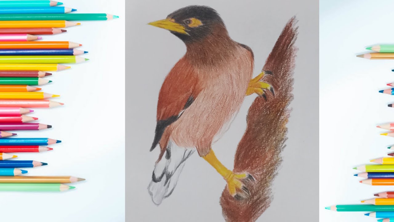 How to draw myna step by step tutorial ll #color_pencil_easy_drawing ...