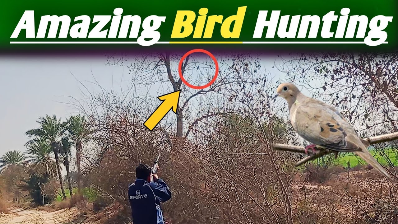Amazing Bird Hunting Video||Old Video |Bird Hunting With Airgun||Dove ...