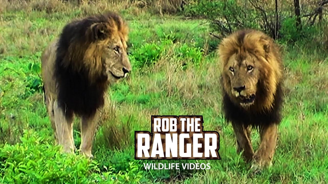 Lion Pride Feed And Drink | Cubs Try To Roar | Archive Mapogo Lion ...