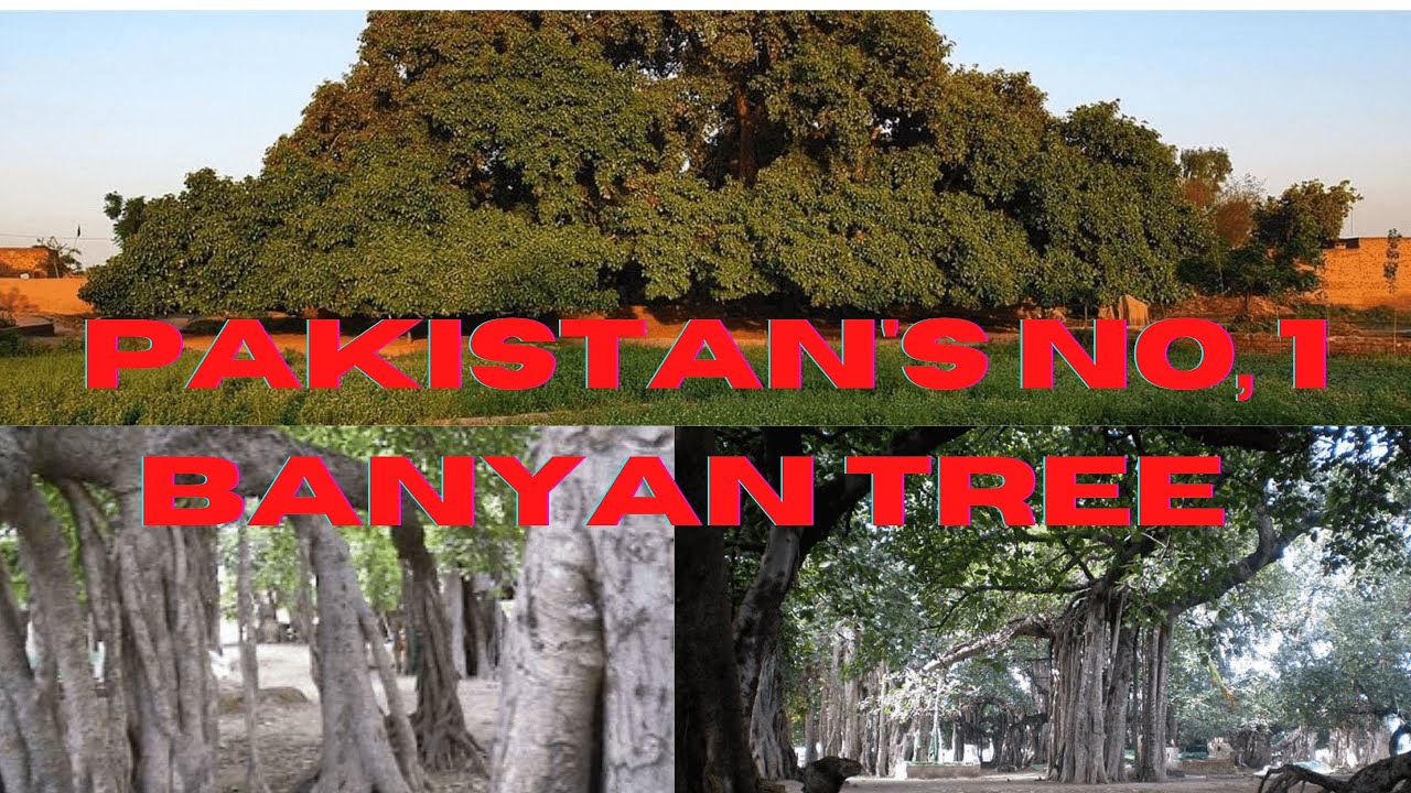 Pakistan's Number One banyan Tree Sargodha History & Tour - YouTube