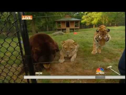 Lion, tiger and bear are best friends - TODAY com - YouTube