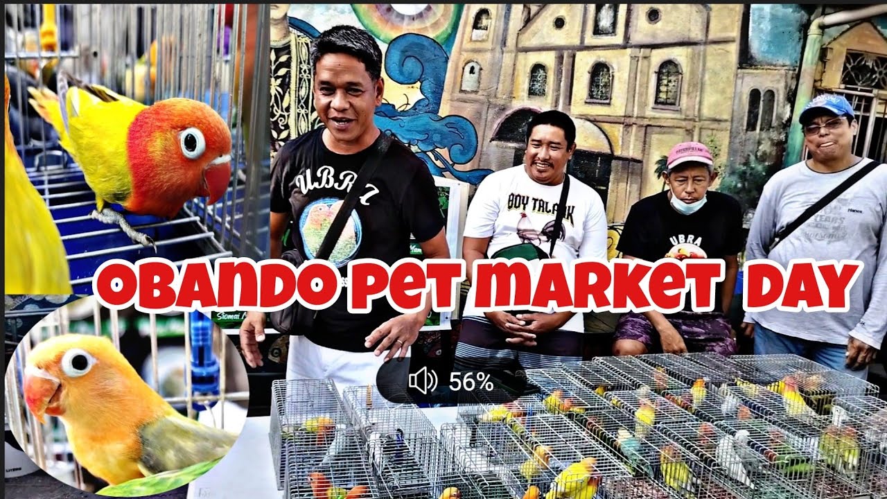 obando pet market day#obando peoples park#kakaibang kulay ng ibon ni boss elias👍😁 - YouTube