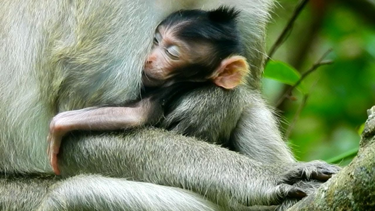 Hmm! New Baby Blurry Still Be Tired and No Power| Why Mommy Try To Wean ...