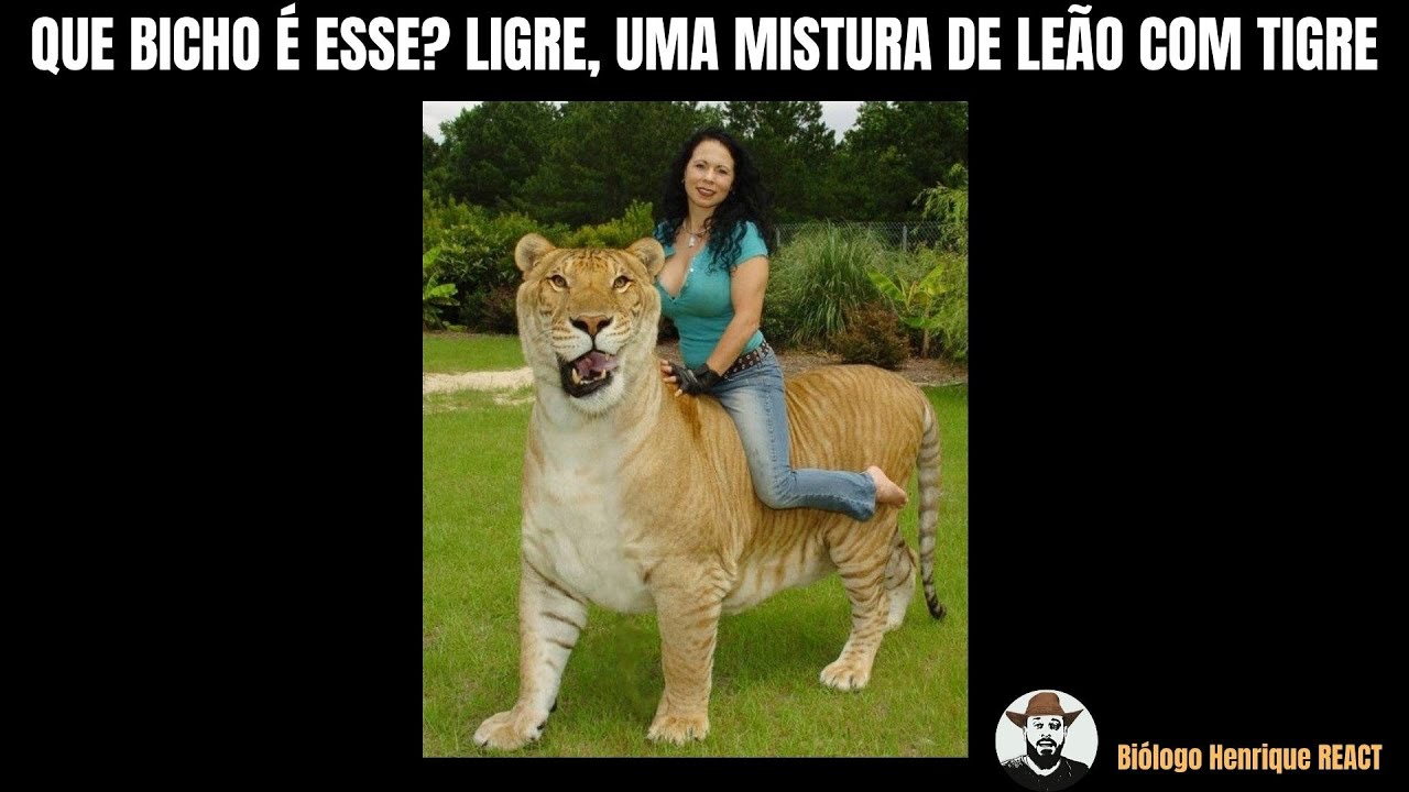 O Maior Ligre Do Mundo