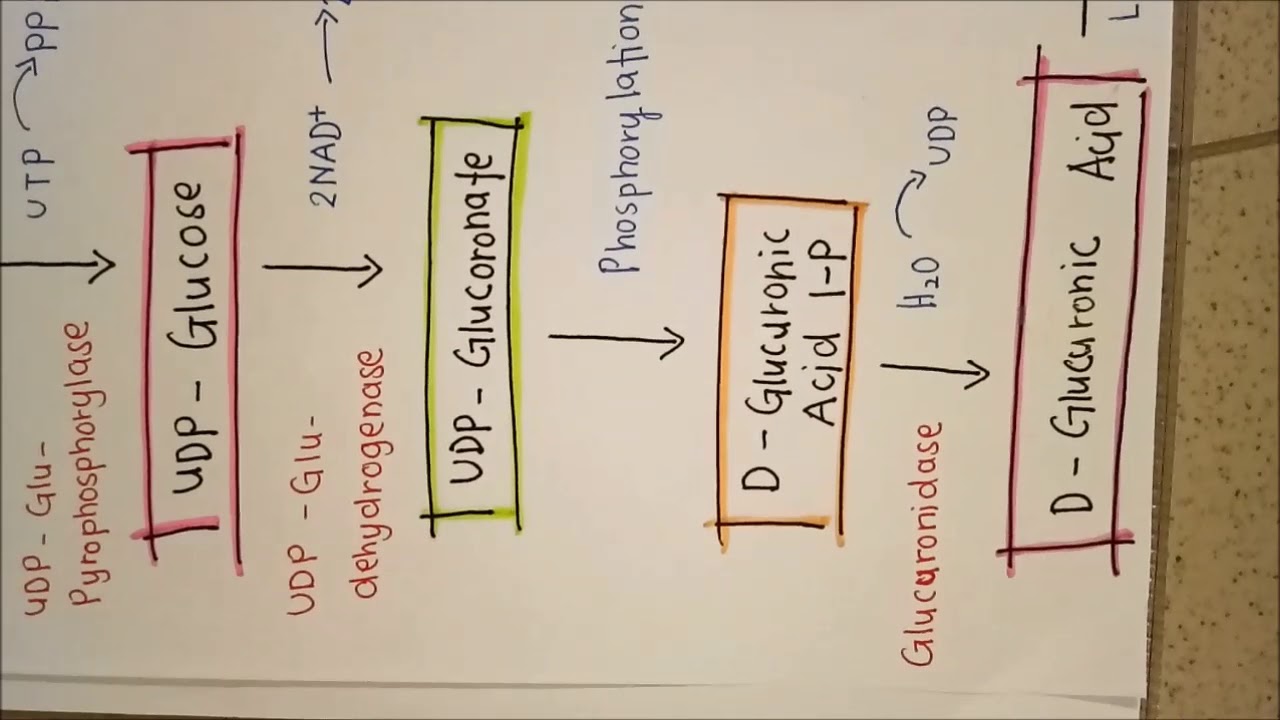 EduVlog : Uronic Cycle Pathway - YouTube