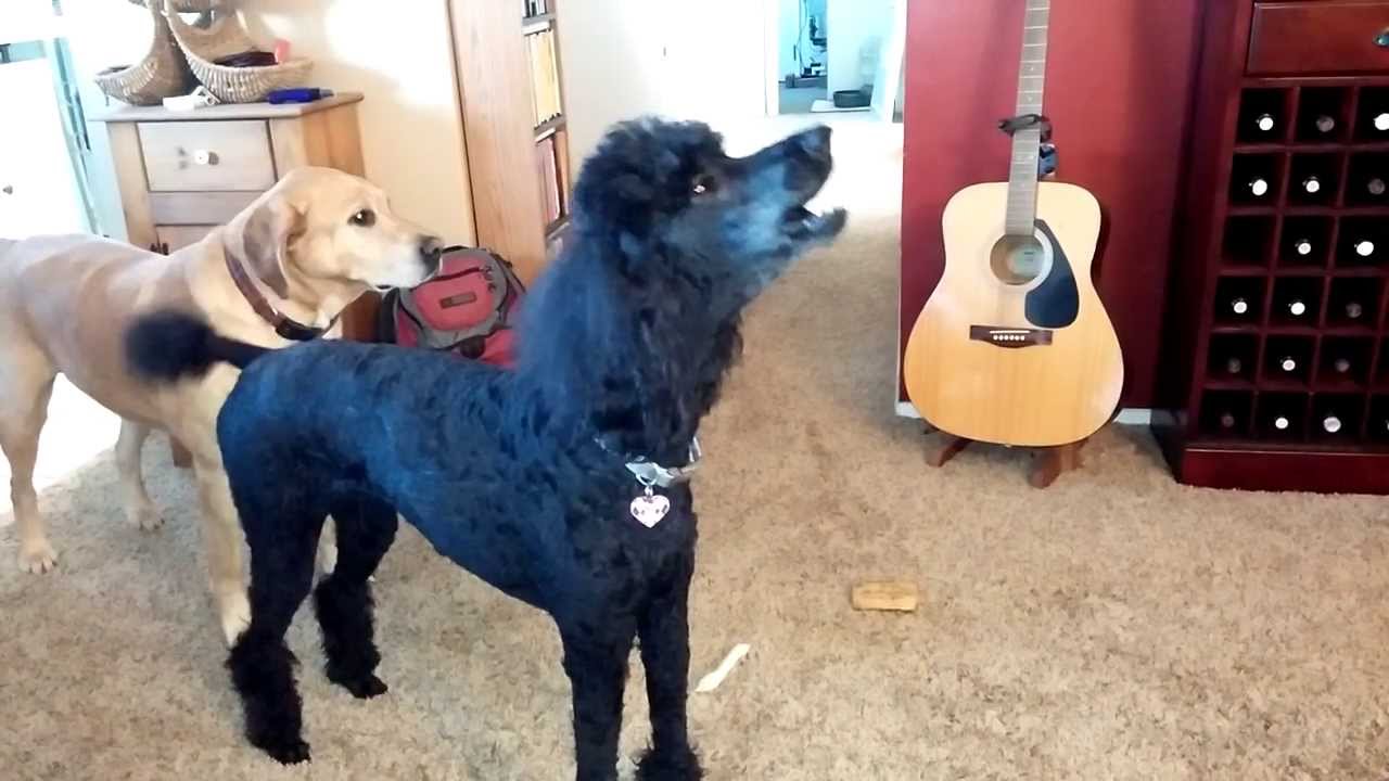 Poodle howling - YouTube