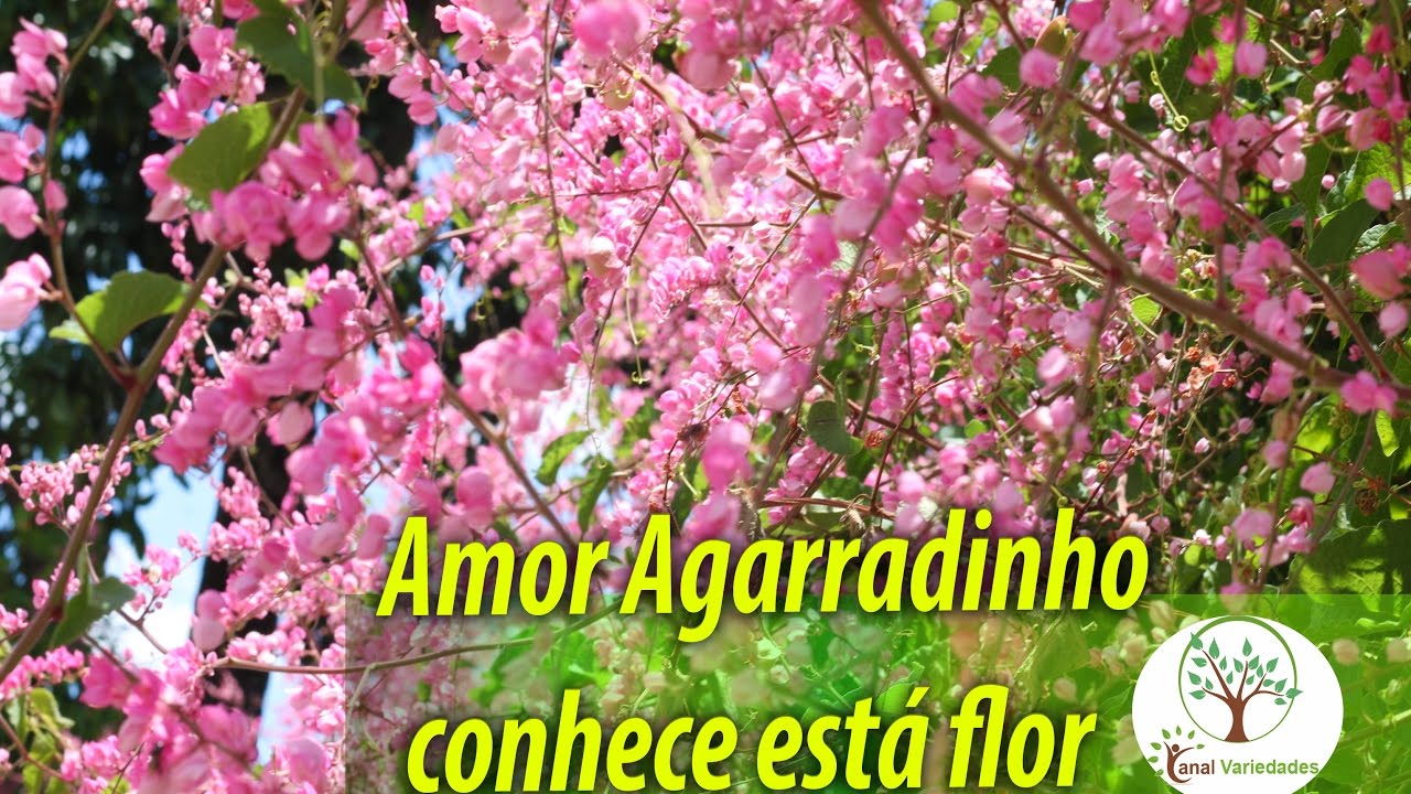 FLOR AMOR AGARRADINHO, conhece está planta Plantar em Casa - YouTube