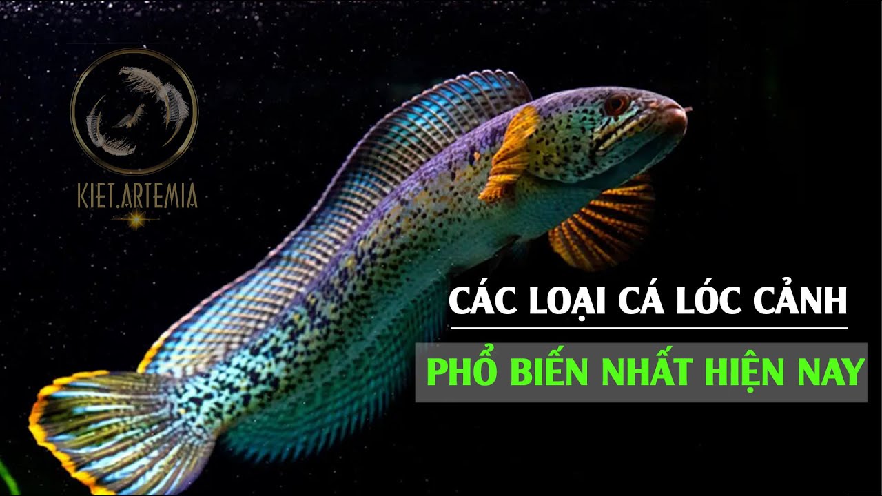 Top Những Dòng Cá Lóc Cảnh Đẹp, Phổ Biến Nhất Hiện Nay - YouTube