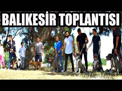 KÖPEK TOPLANTISI BALIKESİR PİTBULL AMERİCANBULLY STAF REDNOSE BLUENOSE EĞİTİMLİ EVLATLAR