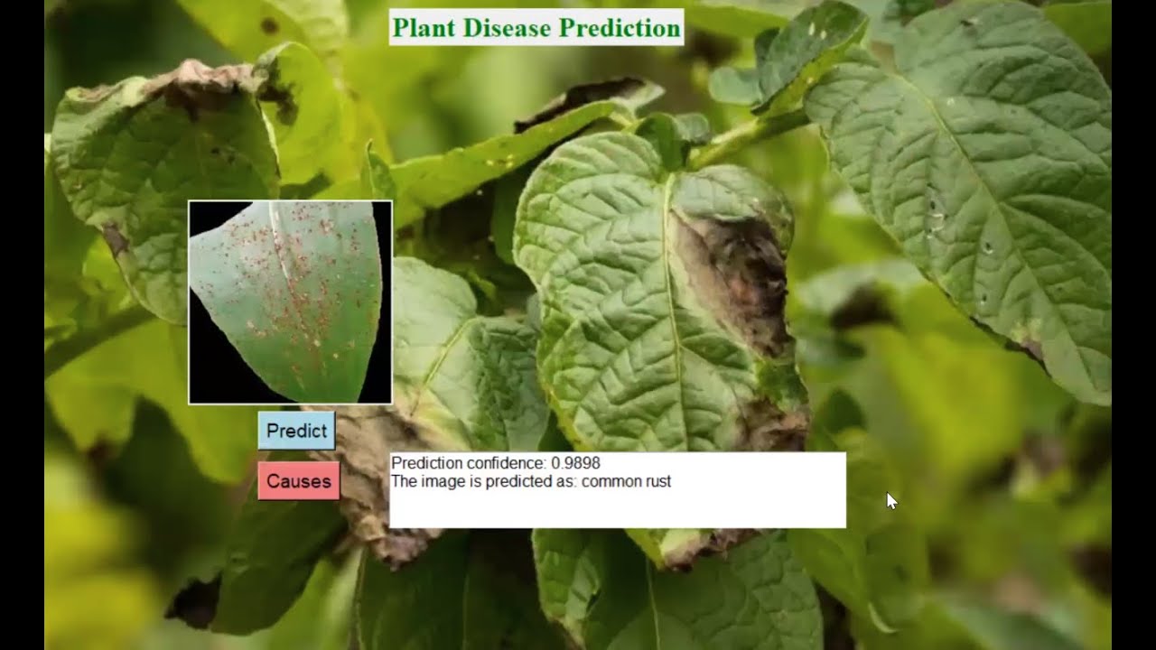 HARNESSING DEEP LEARNING FOR ACCURATE PLANT LEAF DISEASE DETECTION AND ...