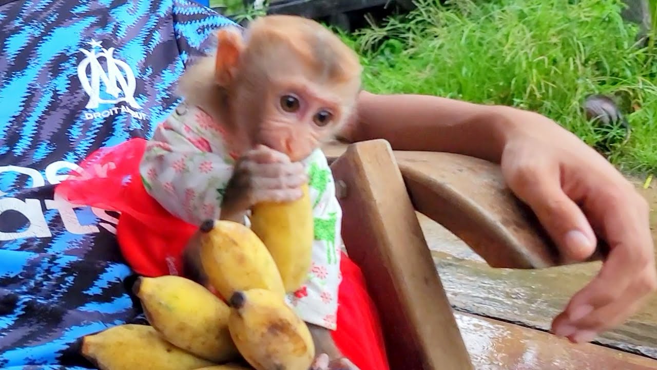Cute BiBi Likes Soft Bananas | Baby Monkey Eating Banana - YouTube