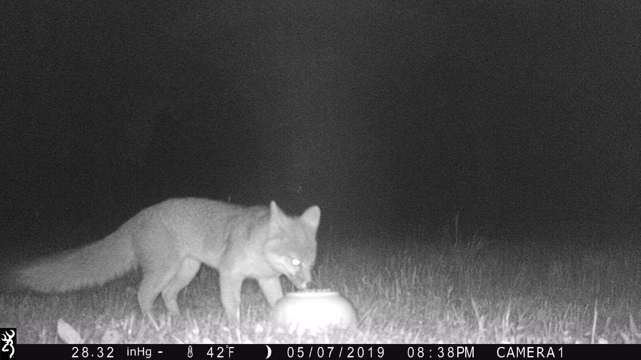Mr. Red Fox - YouTube