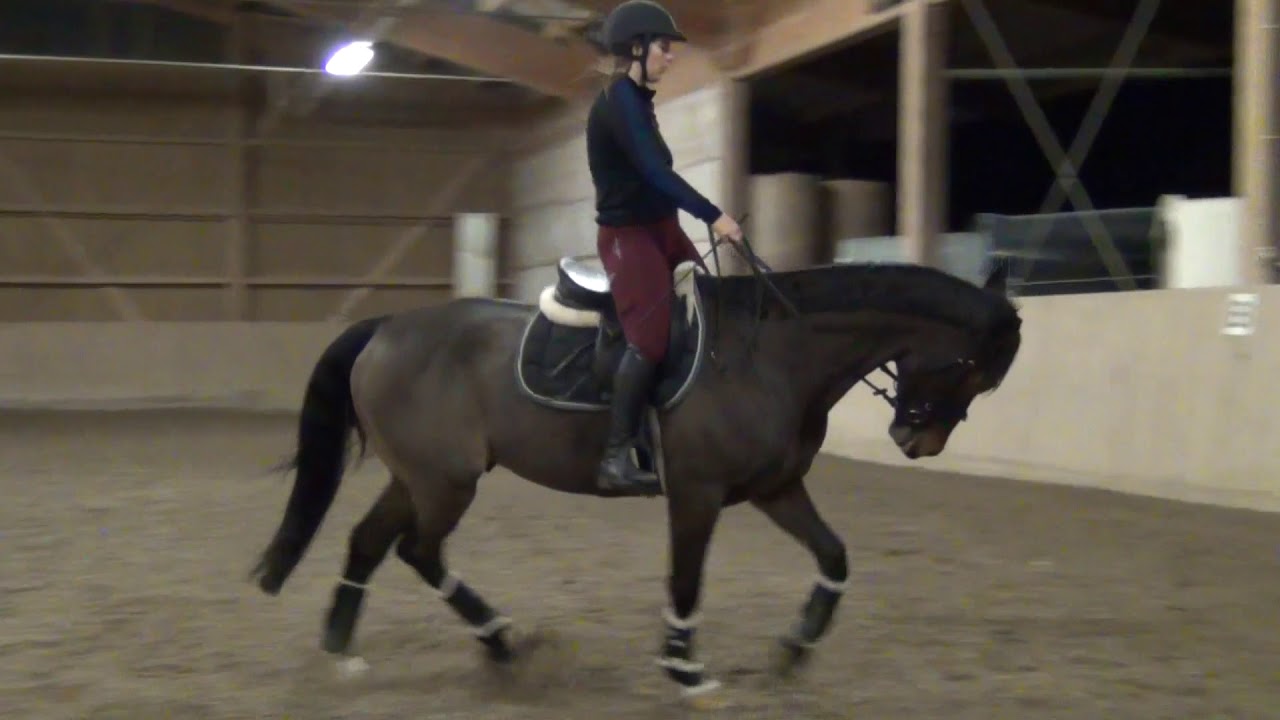 Comment je travail mon cheval sur le plat ? - YouTube