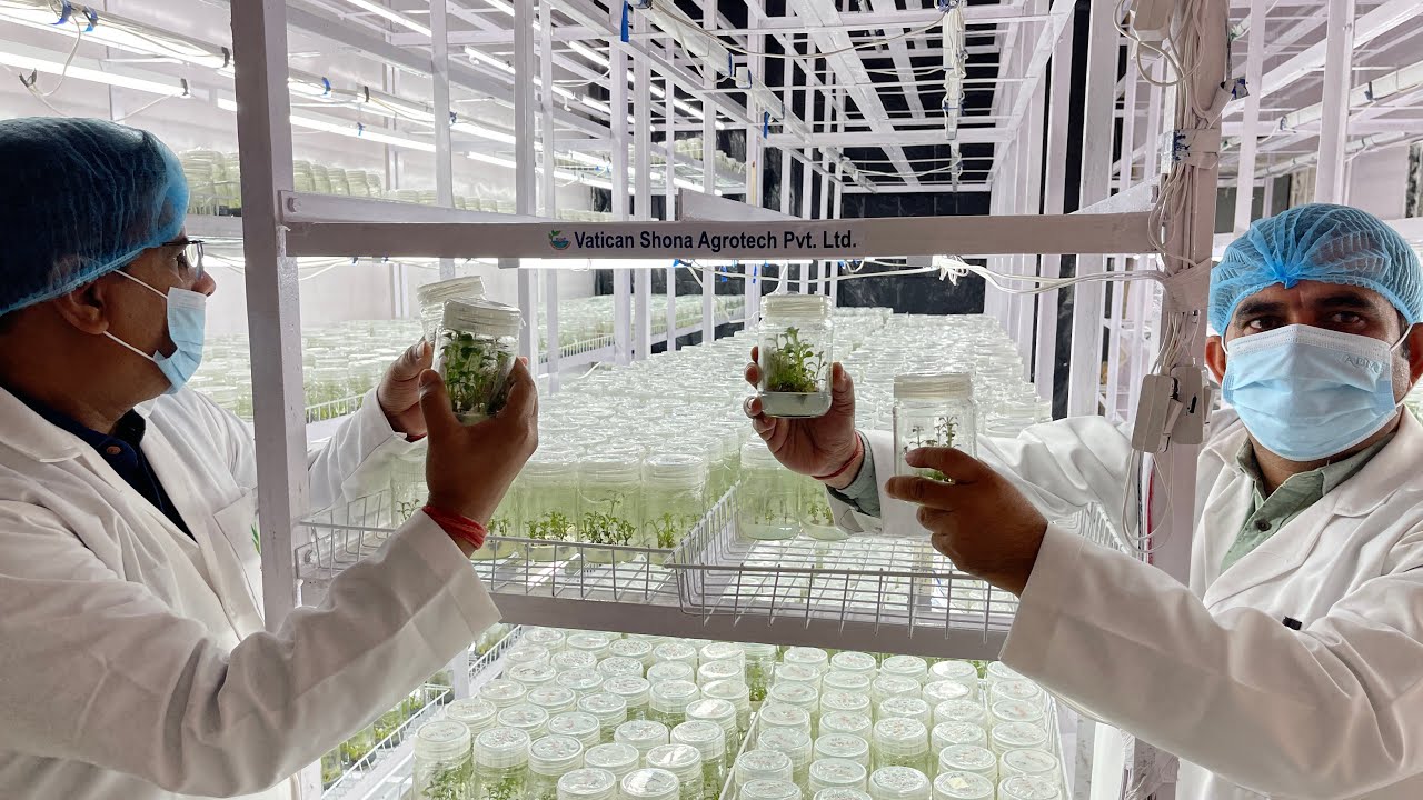 G9 Banana | Genosar | Plants Tissue Culture | Biotech Park Lucknow ...