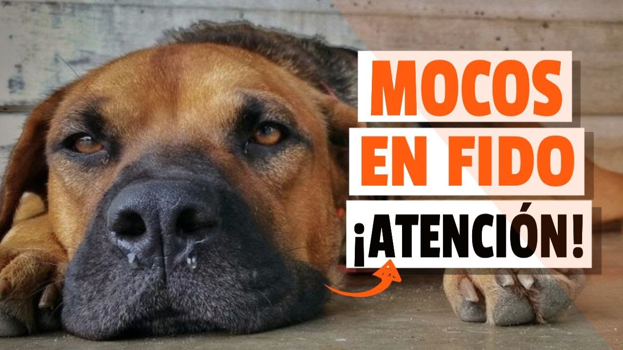 Mi PERRO tiene MOCOS: 🐶💦¿Cuándo Debería Preocuparme? - YouTube