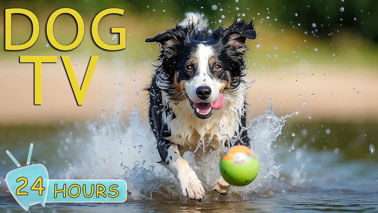 Videos for Dogs to Watch: Video Entertain for Your Dogs to Reduce ...