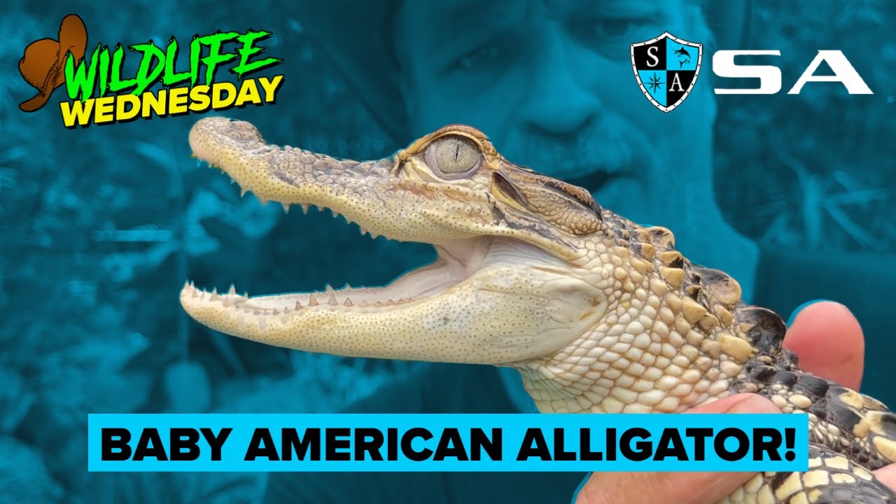 SA Co. Wildlife Wednesday: Baby American Alligator! 🐊 - YouTube