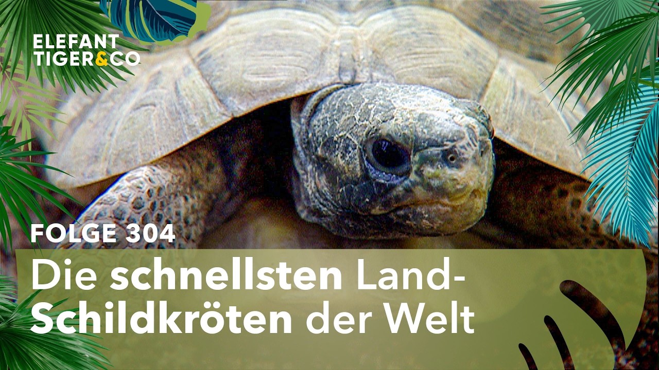 Neue Höhlen für die schnellen Schildkröten (Folge 304) | Elefant, Tiger ...