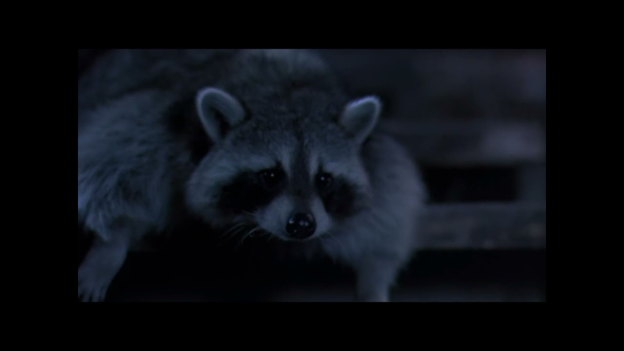 Great Outdoors - Racoons - YouTube