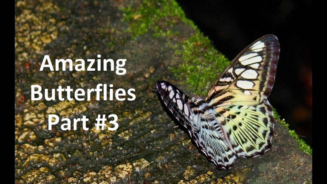 Amazing Butterflies | Part 3 | #amazing #butterfly #relaxing - YouTube