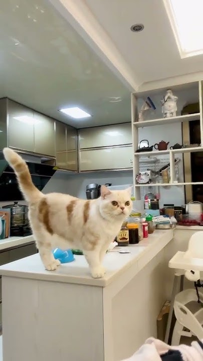 减肥猫到处找吃的，你是怎么给猫咪减肥的？广东深圳的美国短毛猫凯米尔加白橘猫，american Shorthair Cameo Tabby And White Male Youtube