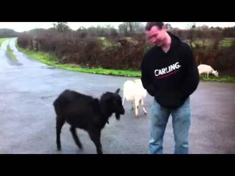 Man gets married to a goat. - YouTube