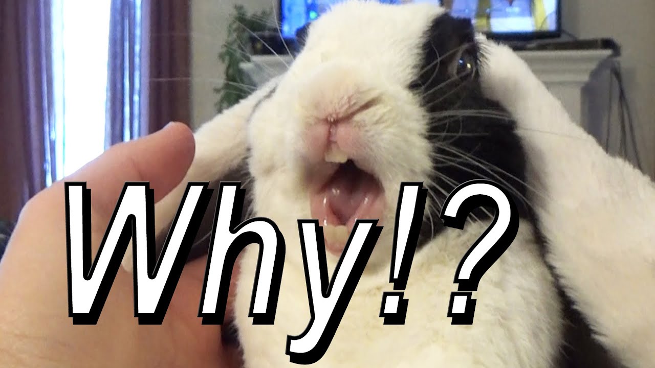 Rabbit learns he is adopted - ANSWERS! - YouTube