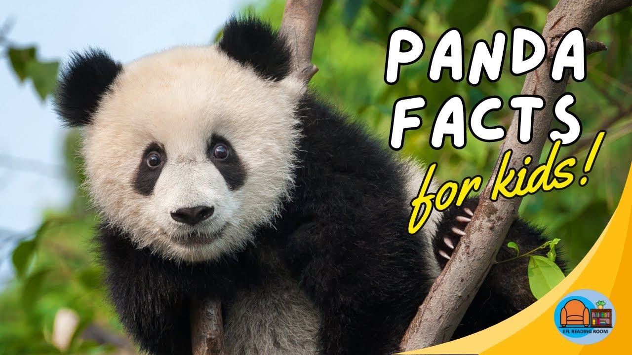 #animalfactsforkids #pandavideo Panda Facts for Kids - YouTube
