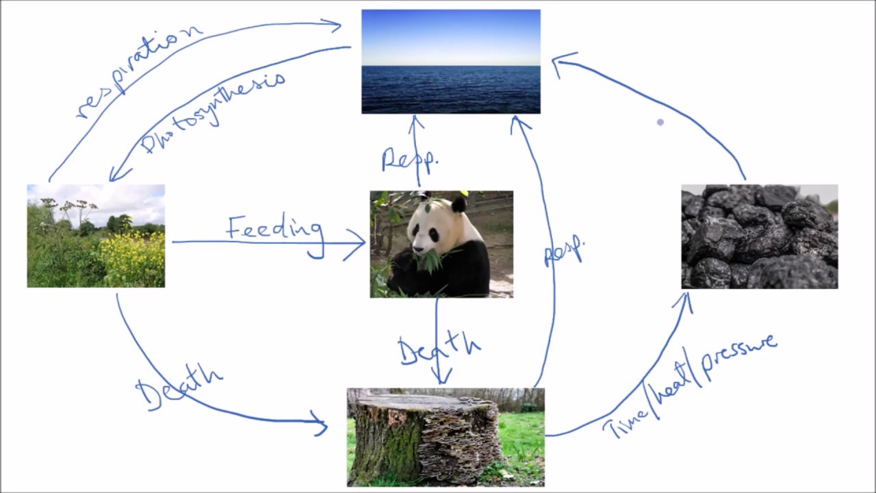 The Carbon Cycle | GCSE Science | Biology - YouTube
