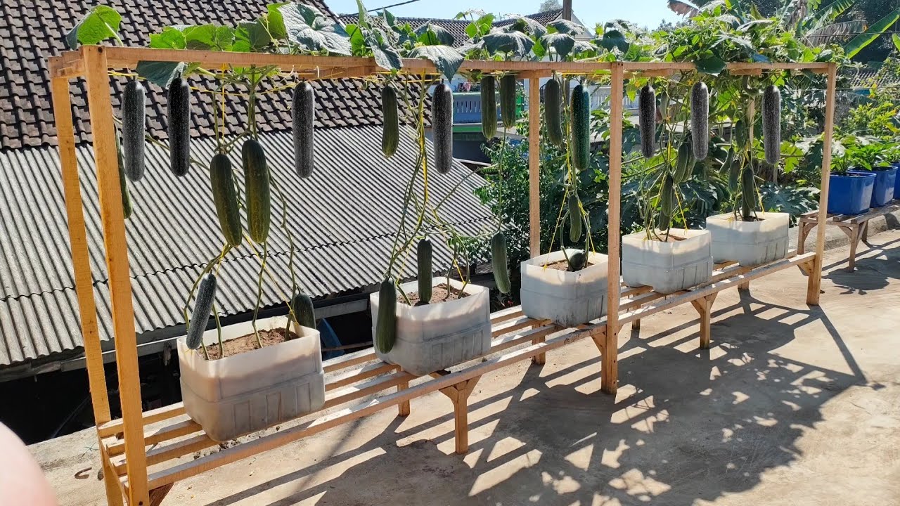 cara mudah menanam timun diatap rumah supaya berbuah lebat || how to ...