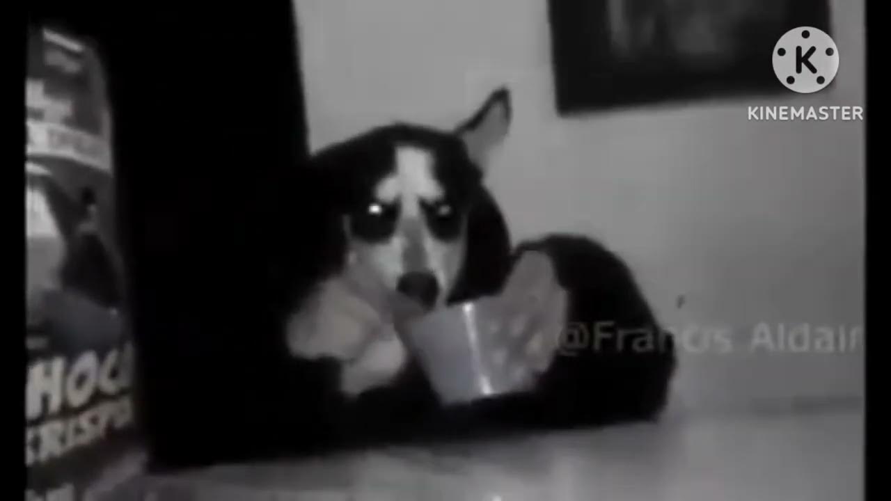 el perro cereal 🤑🤑🤑 // el perro que come cereal con cuchara ytph - YouTube