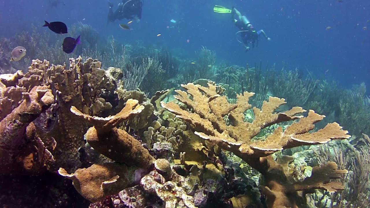 Another Perfect Day of Scuba Diving in Curaçao - YouTube