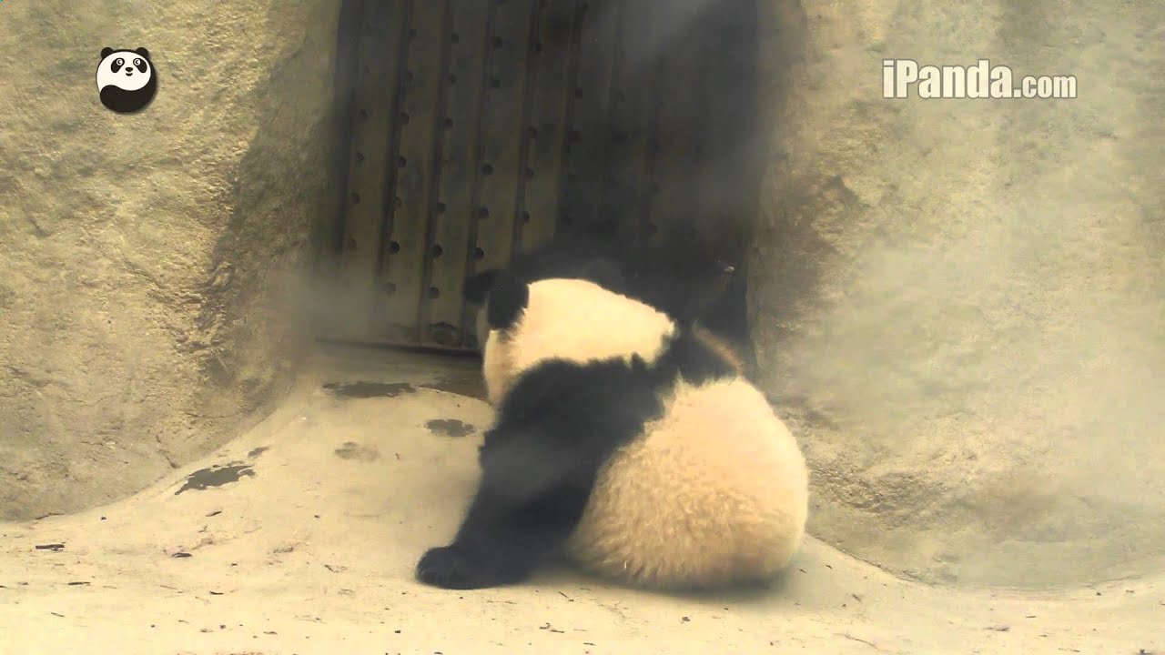 Panda cubs losing their balance - YouTube