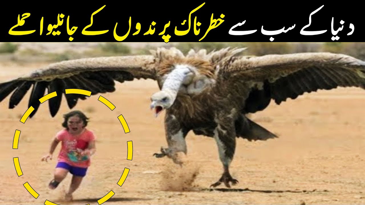 Deadliest Eagle Attacks | باز کے خطرناک حملے | NYKI - YouTube