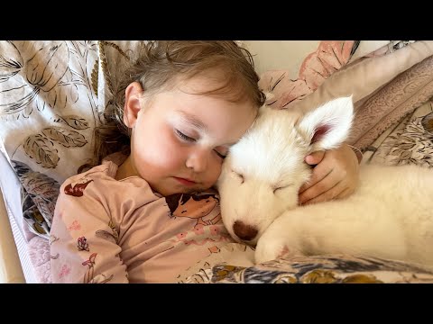 Waking My Daughter Up With The Cutest Husky Puppy Ella Ever!🥰. She Is So Loving!!