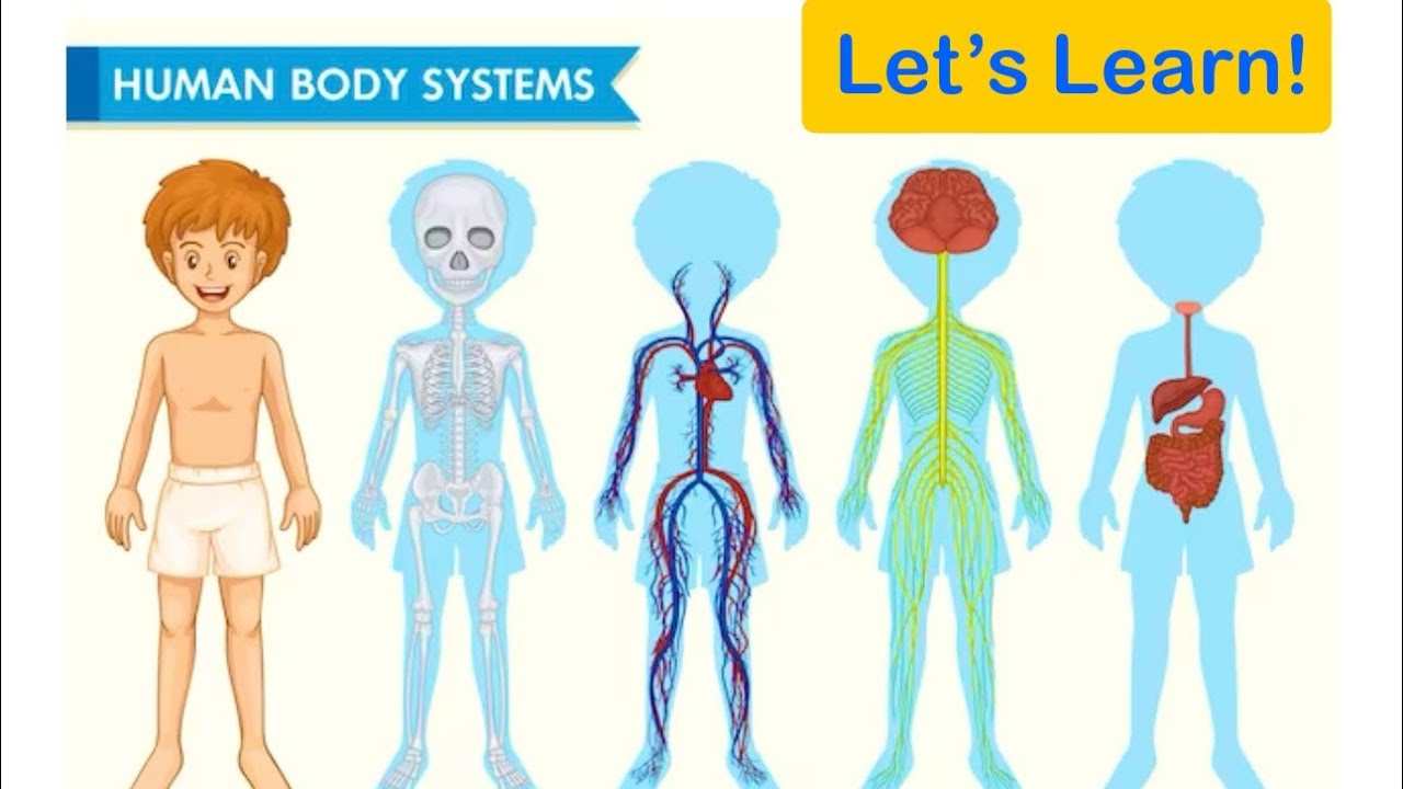 Learn About Human Body Systems 🤚 | Human Body For Kids - YouTube