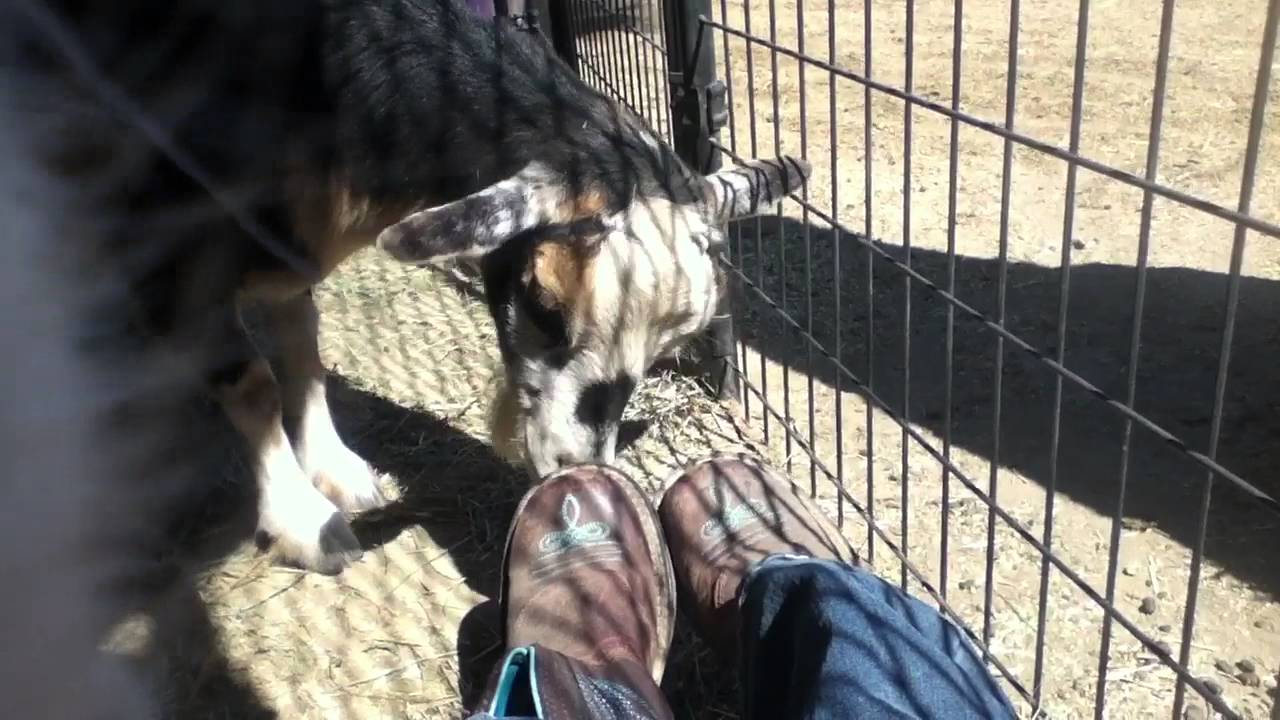 Goats Eating Boots - YouTube