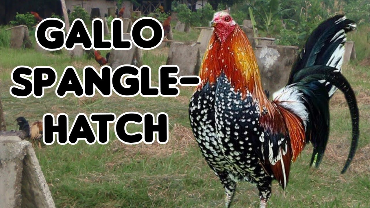Gallos Spangle Hatch - YouTube