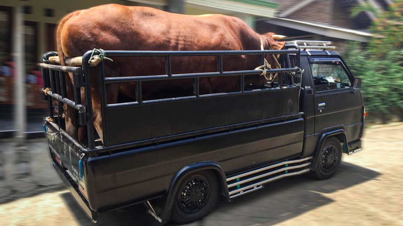 SAPI JUMBO 900 KG UP | BIKIN JEBOL PER MOBIL - YouTube