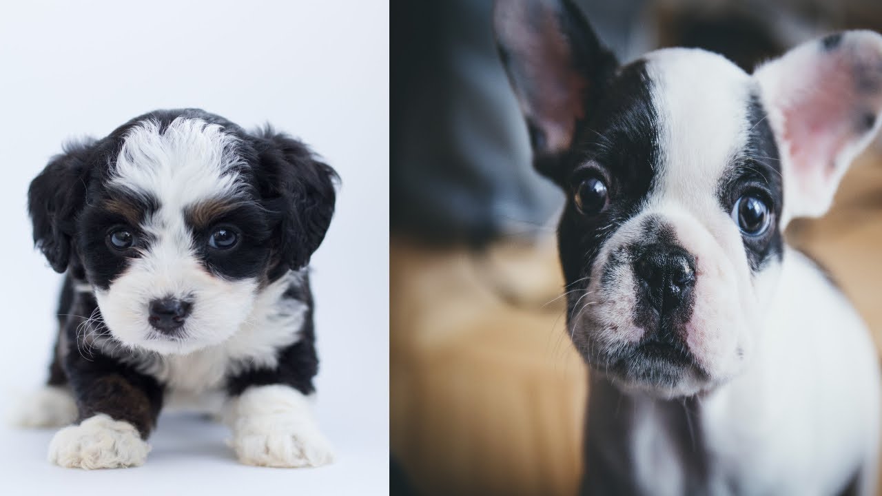 Funny Puppies And Cute Puppy Videos Compilation 2020 [BEST OF] - YouTube