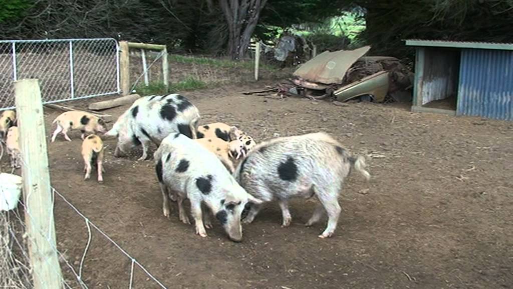 Auckland pigs 2 - YouTube