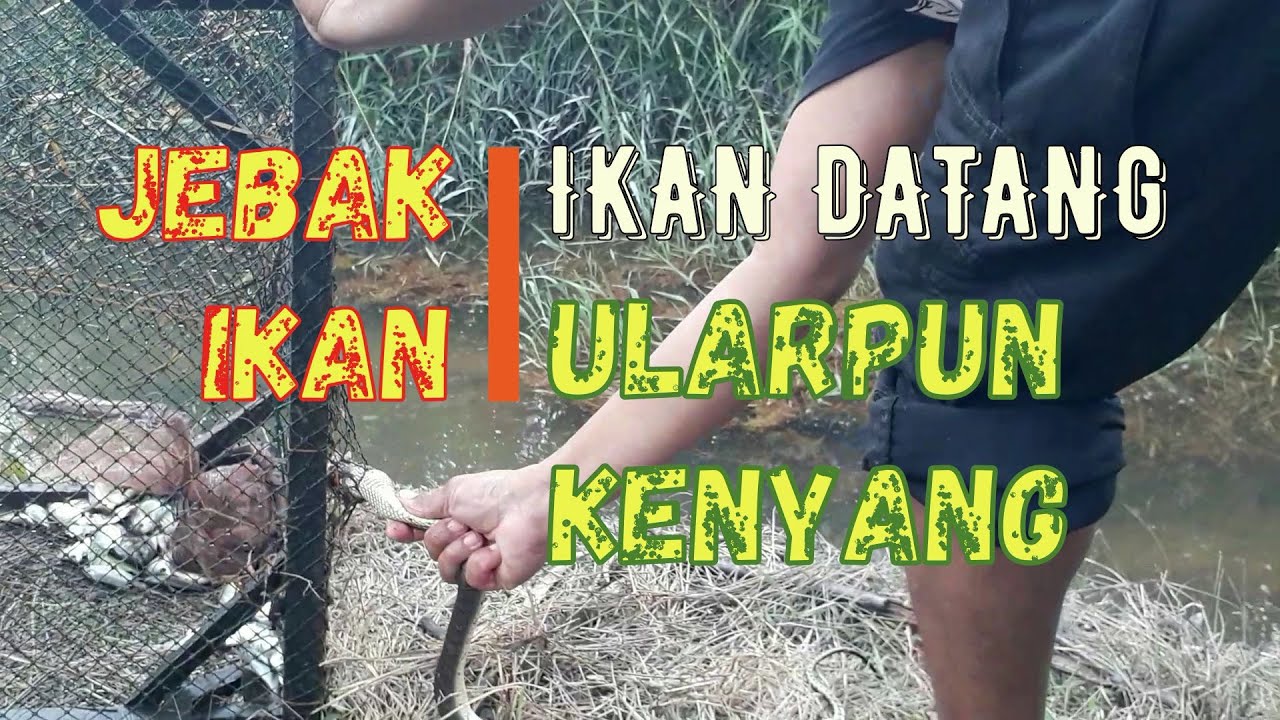 JEBAKAN IKAN ( Ikan Datang, Ularpun Kenyang) - YouTube