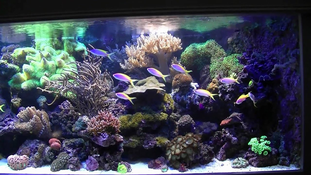 zeeaquarium Kees Boots 02 03 2011 - YouTube