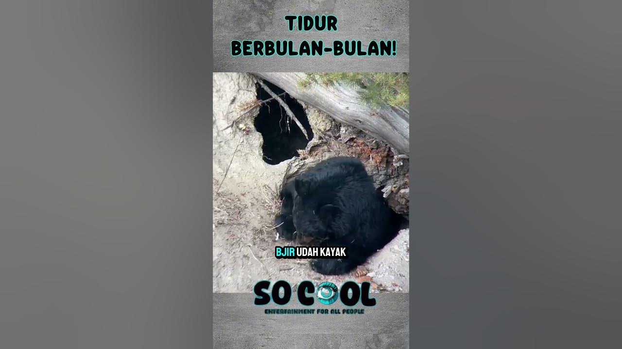 Jangan Coba-Coba Ganggu Beruang Hibernasi! #shorts - YouTube