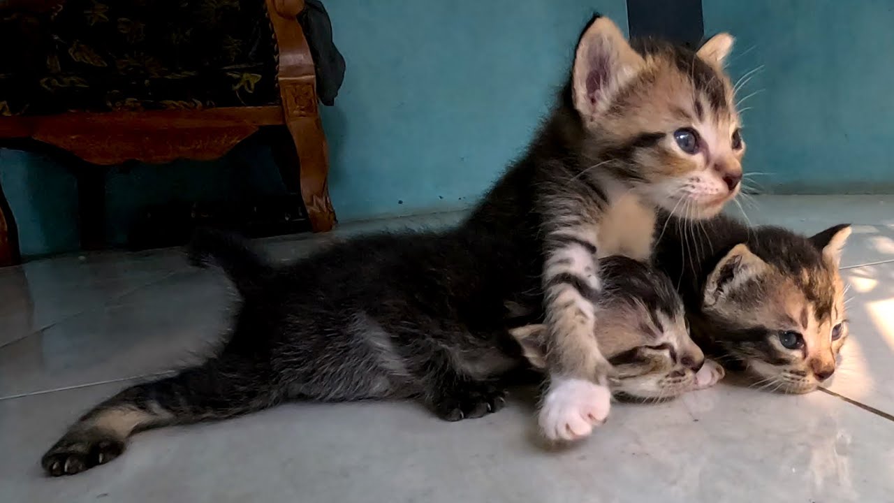 Cute Baby Kitten With Mama Cat - YouTube